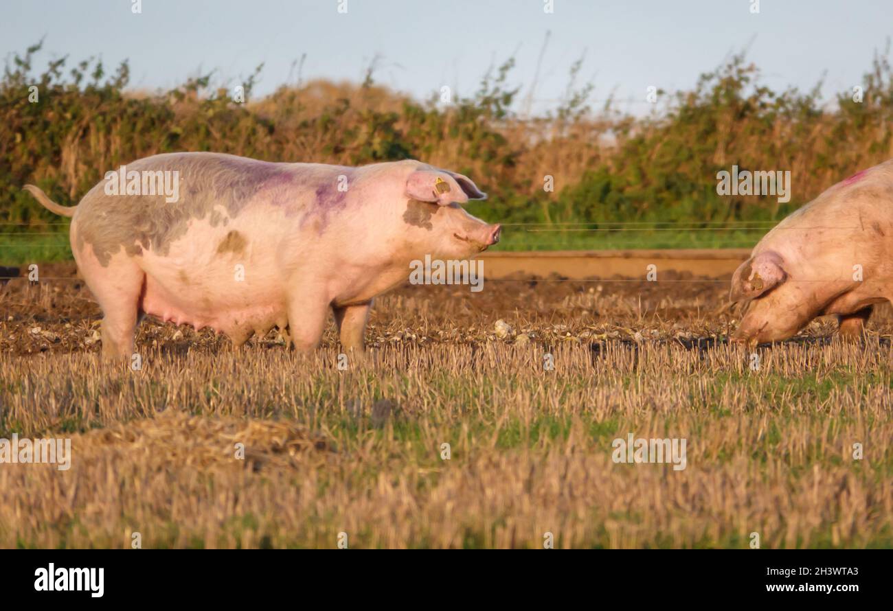 free range Danish landrace (Sus scrofa domesticus) pig at large on a ...