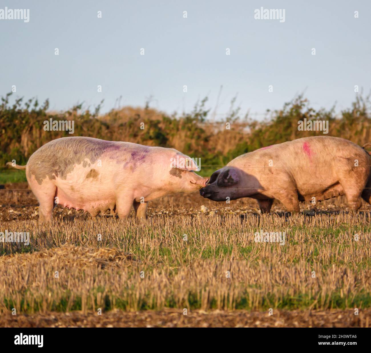 Landrace cow hi-res stock photography and images - Alamy