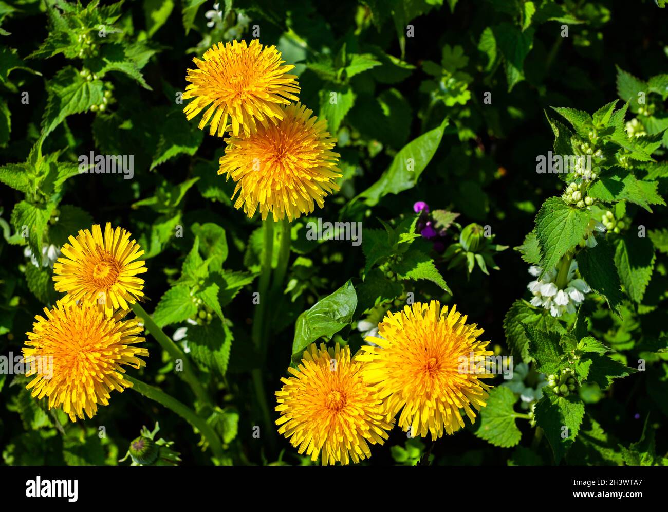 wild yellow flower dandelion grows in forest and field. High quality ...