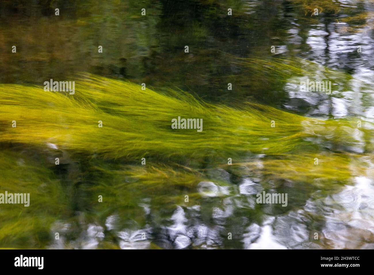 Grass beneath the surface of the water at Llyn Dinas, Gwynedd Snowdonia ...