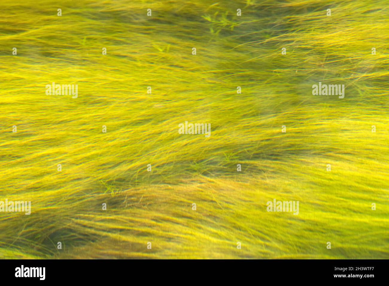 Grass beneath the surface of the water at Llyn Dinas, Gwynedd Snowdonia ...