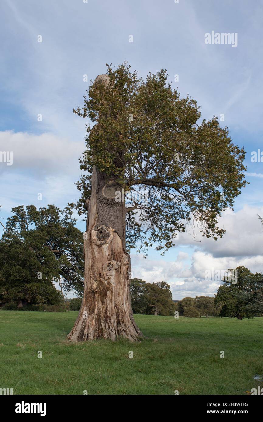 Very old tree hanging on to life Stock Photo - Alamy