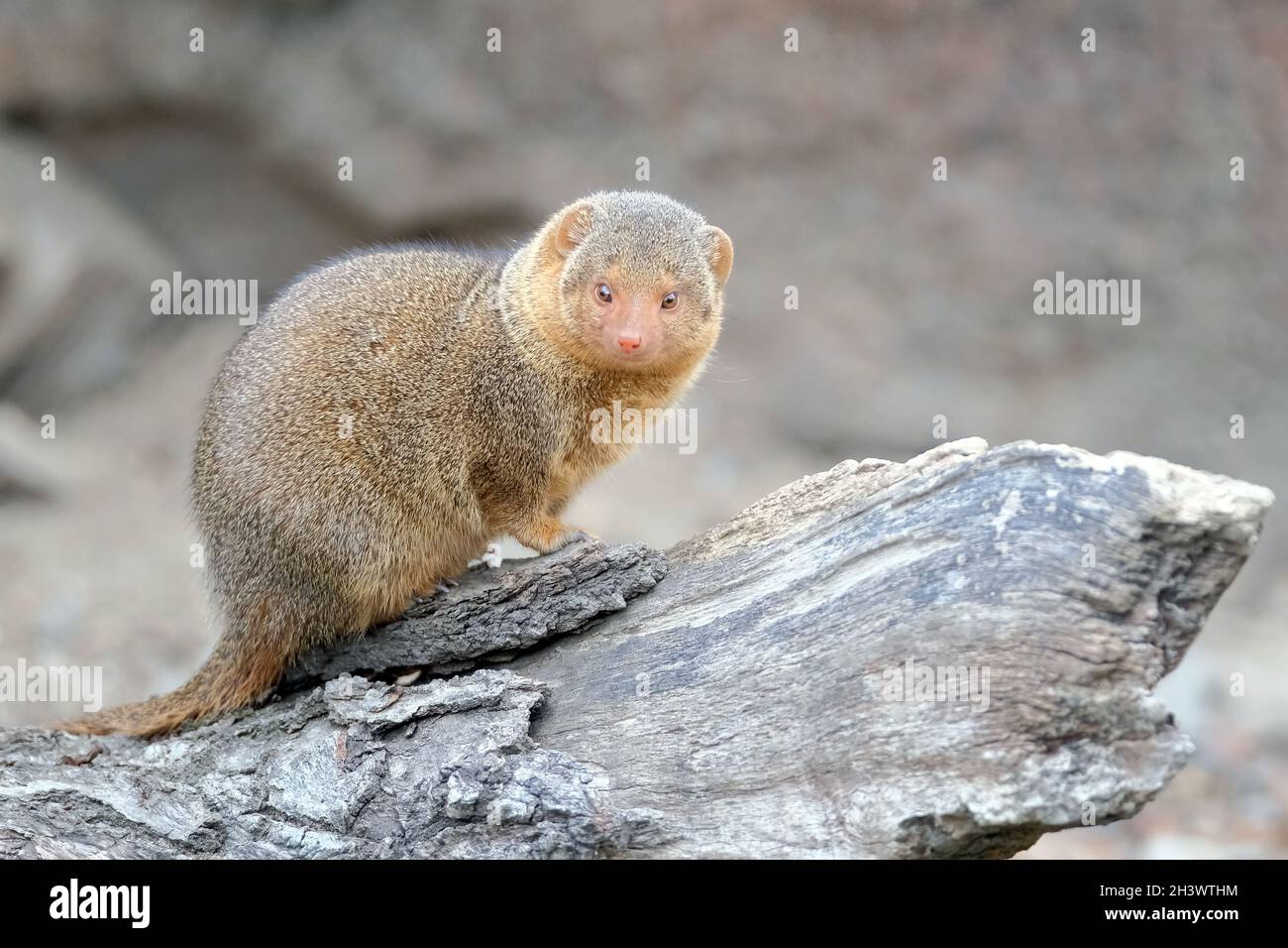 Southern pygmy mongoose hi-res stock photography and images - Alamy