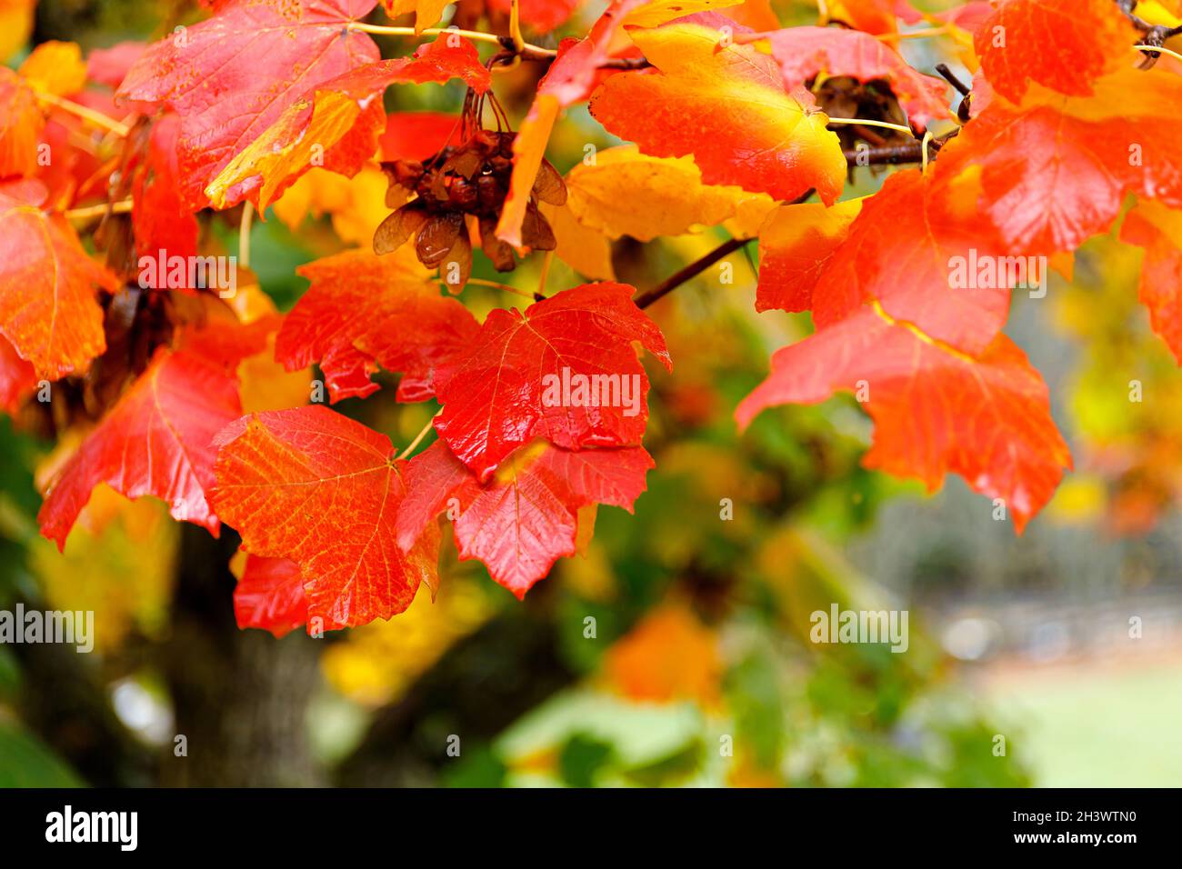 Autumn forest background. Vibrant color tree, red orange foliage in ...