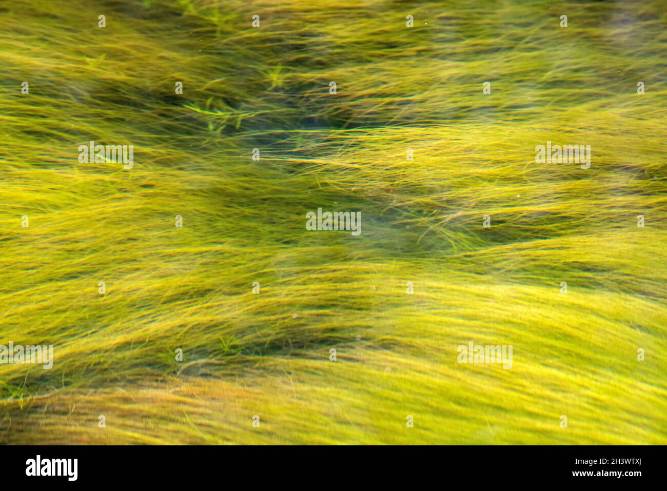 Grass beneath the surface of the water at Llyn Dinas, Gwynedd Snowdonia ...