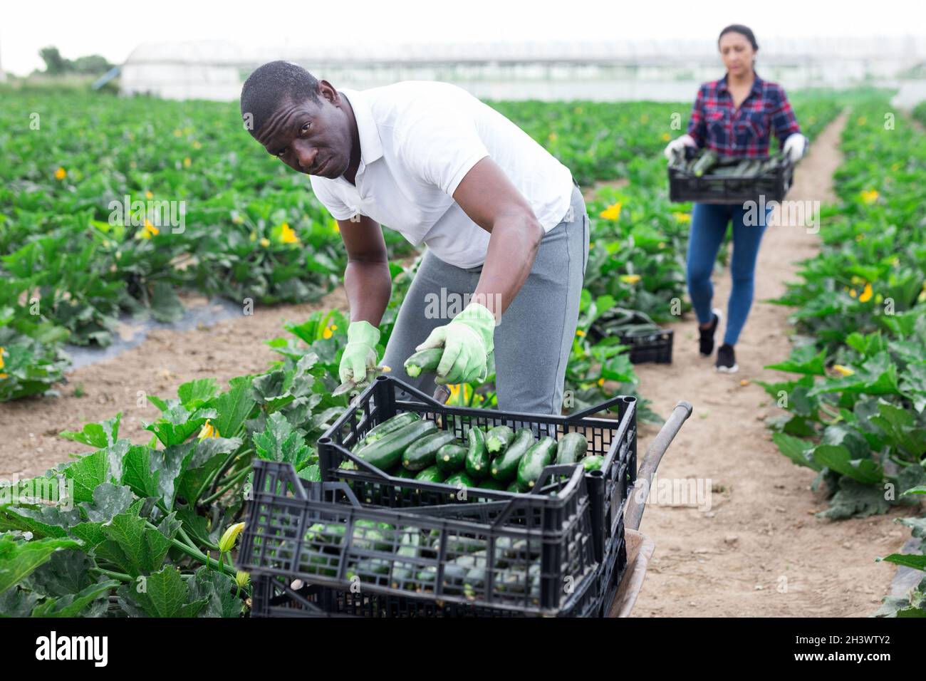 African american farm worker harvesting zucchini crop Stock Photo - Alamy