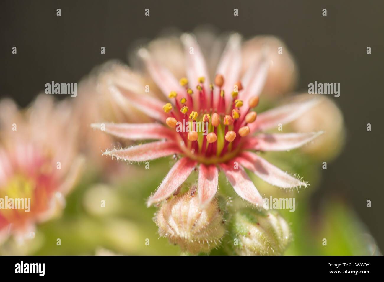 Houseleek family hi-res stock photography and images - Alamy