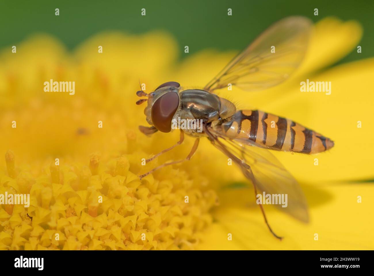 Standing flies hi-res stock photography and images - Alamy