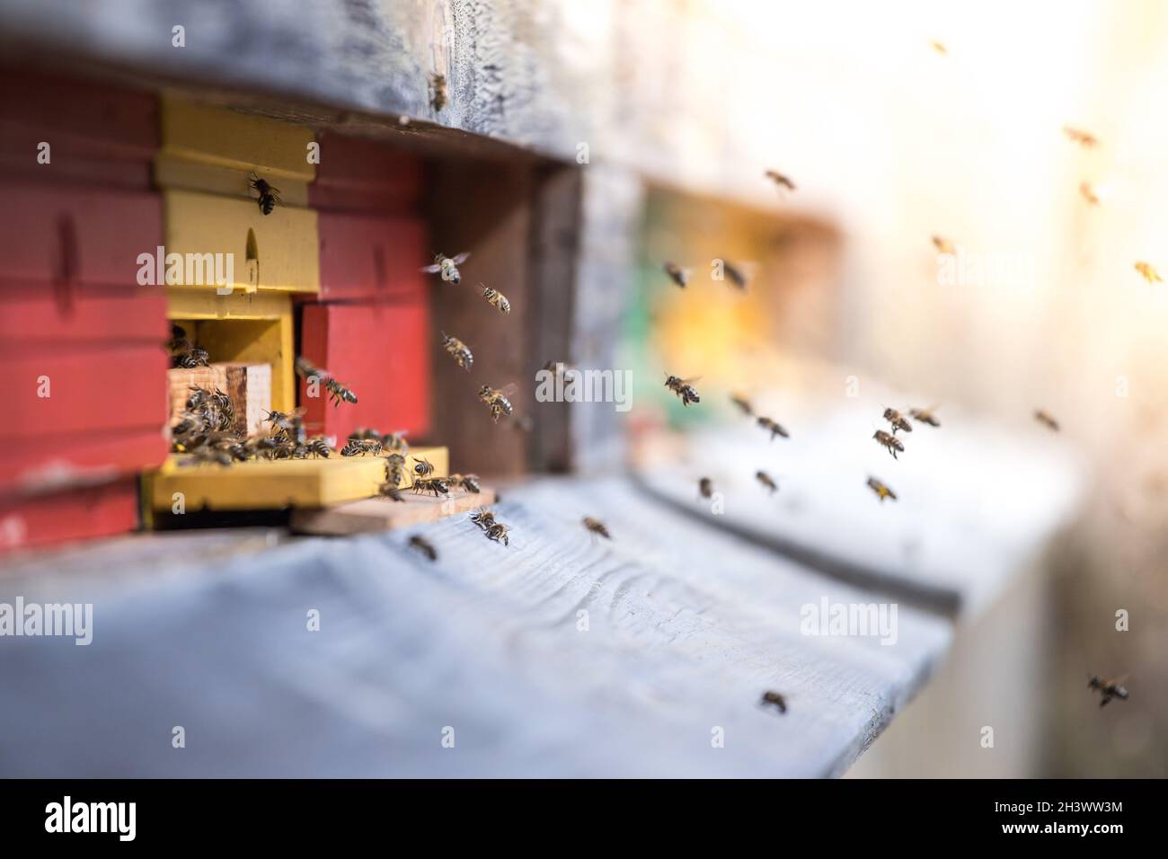 Bees hive: Flying to the landing boards Stock Photo - Alamy
