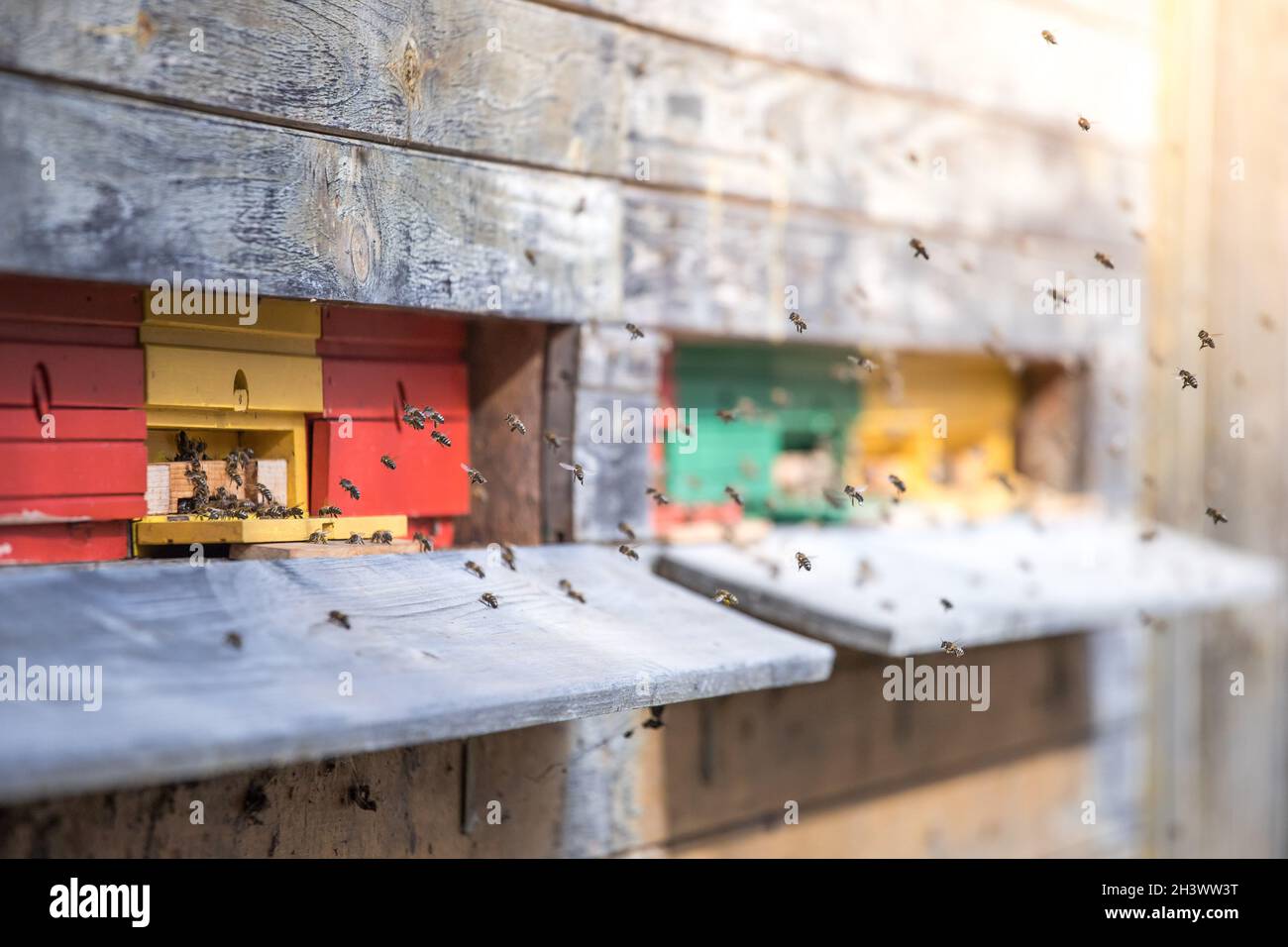Bees hive: Flying to the landing boards Stock Photo - Alamy