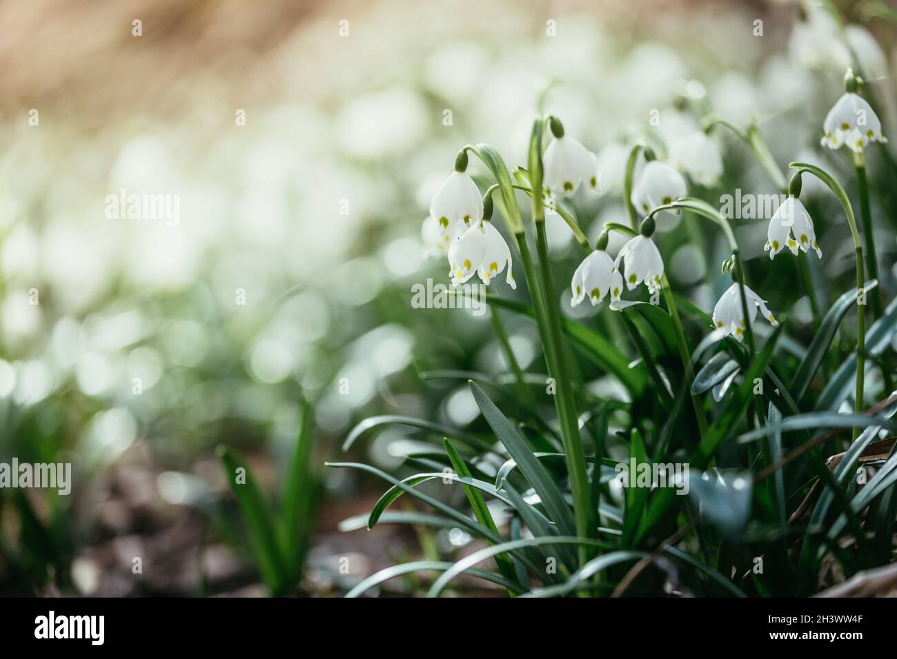 Snowdrop flowers in the evening, blurry background Stock Photo - Alamy