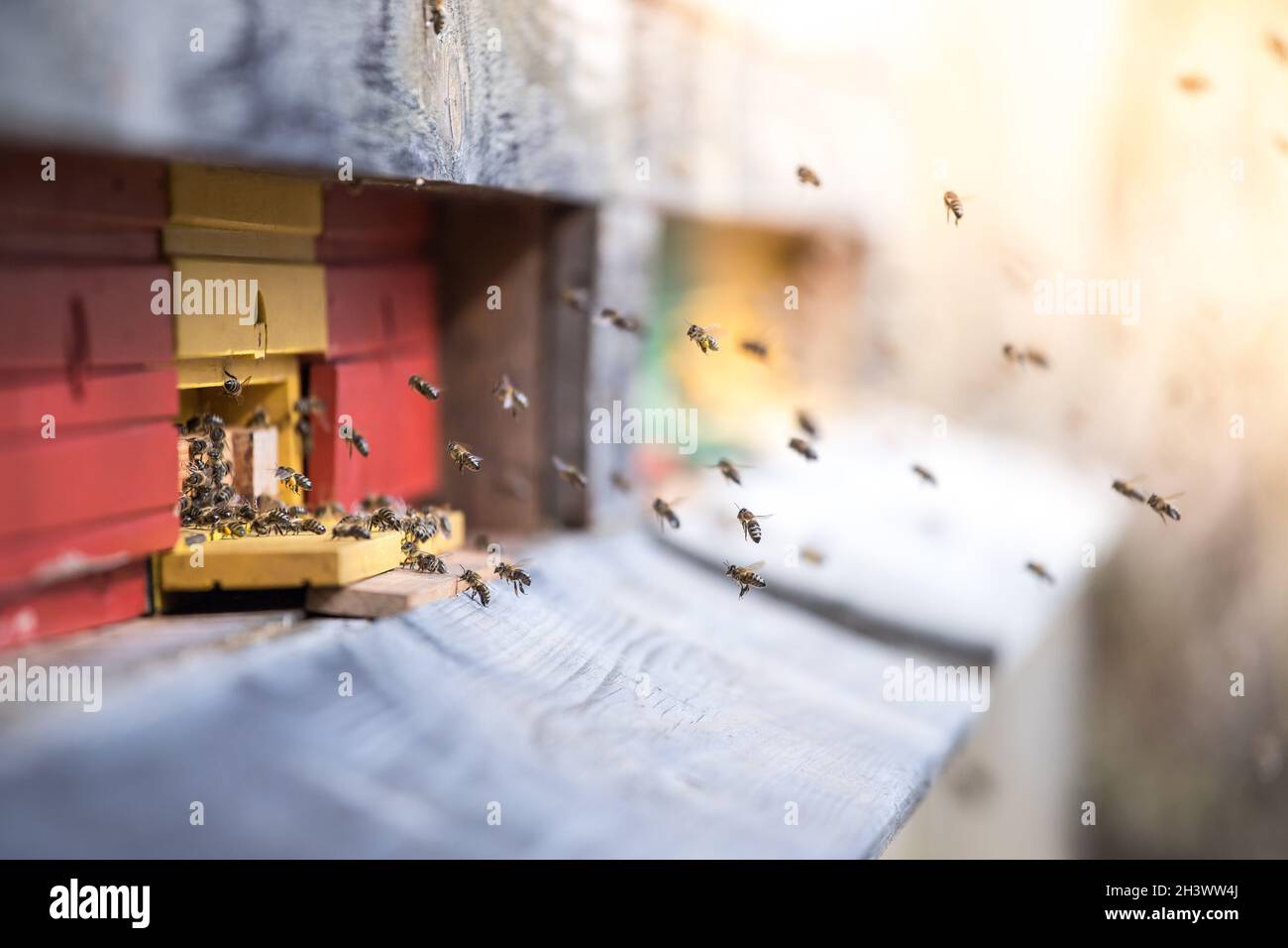 Bees hive: Flying to the landing boards Stock Photo - Alamy