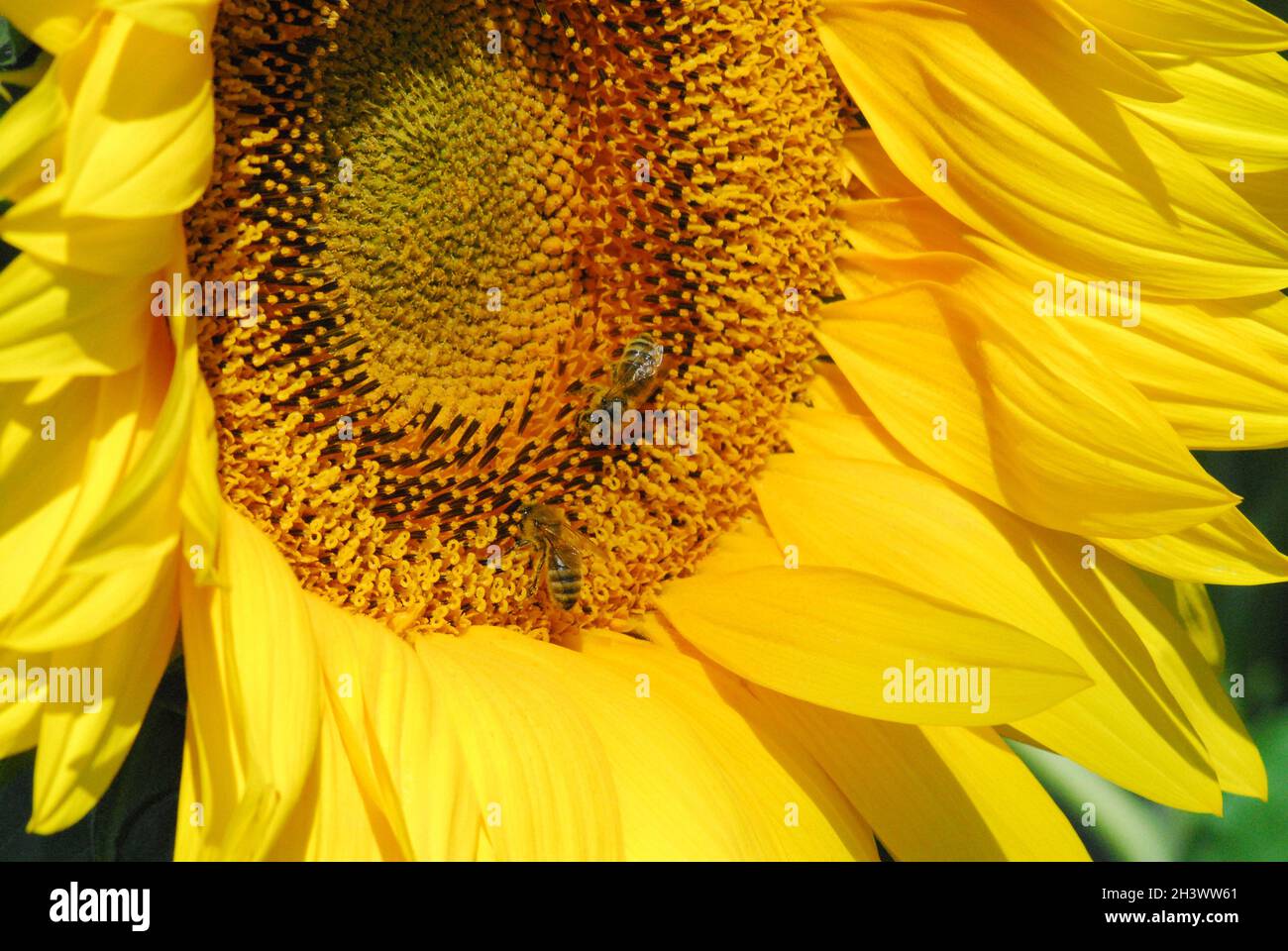 Multi head sunflower hi-res stock photography and images - Alamy