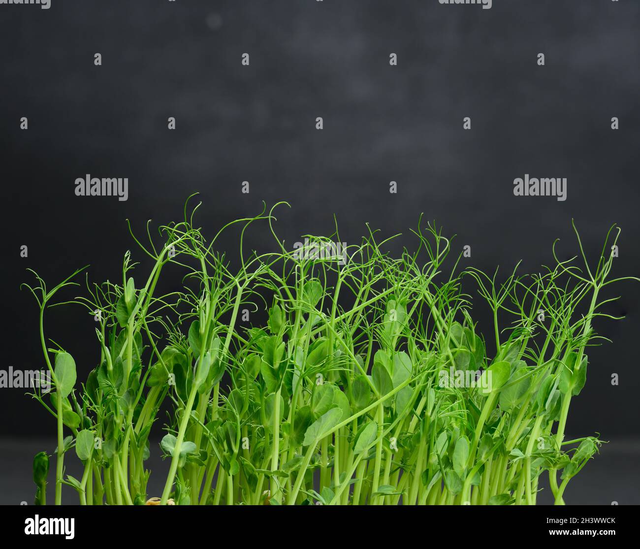 Pea sprouts hi-res stock photography and images - Alamy
