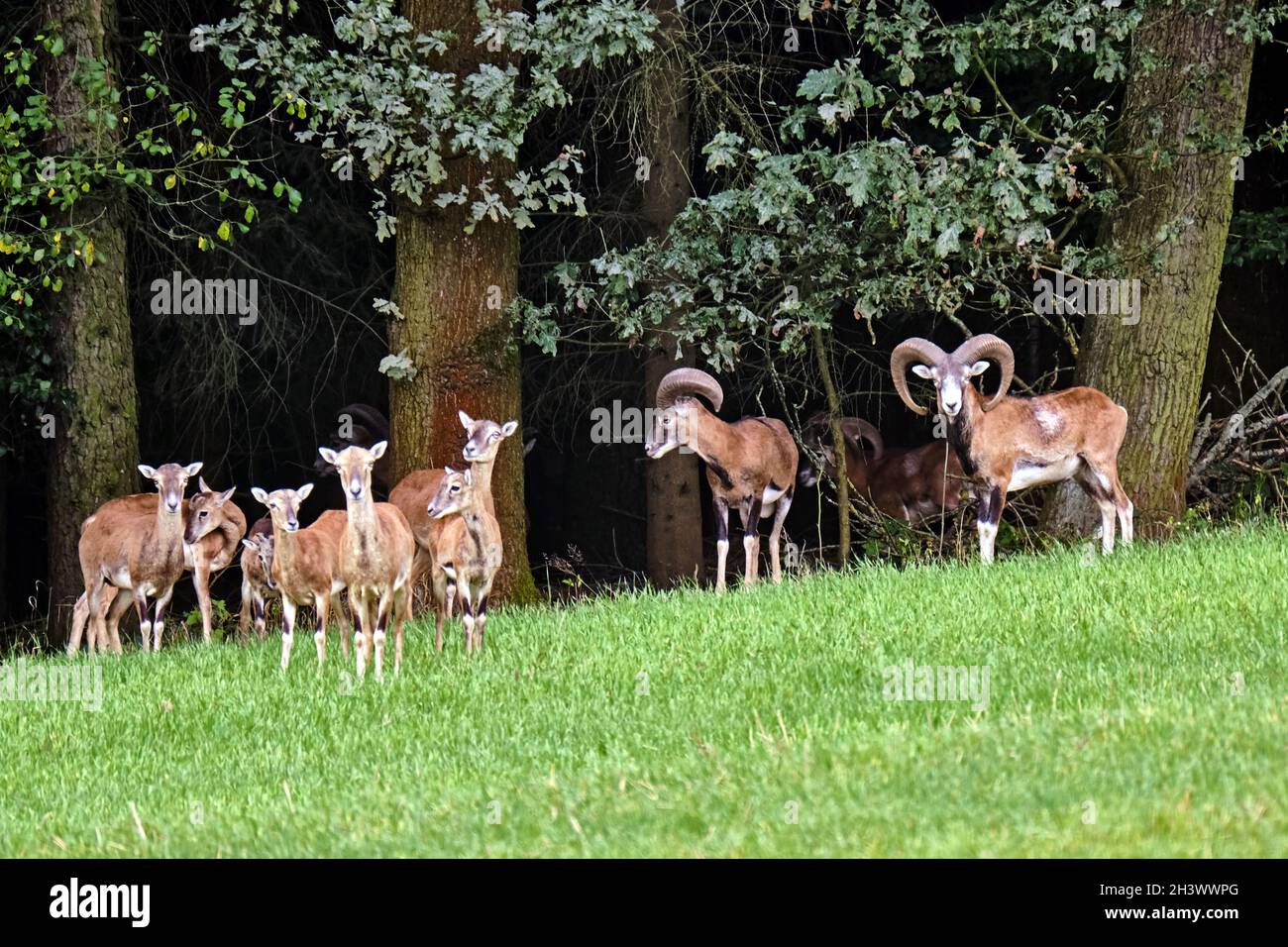 European mouflons (Ovis gmelini musimon Stock Photo - Alamy