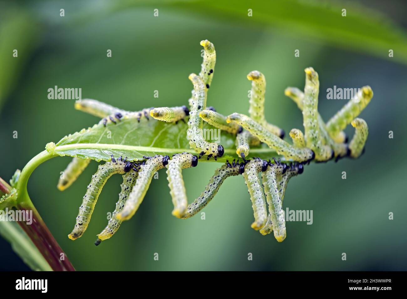Blattwespenraupen hi-res stock photography and images - Alamy