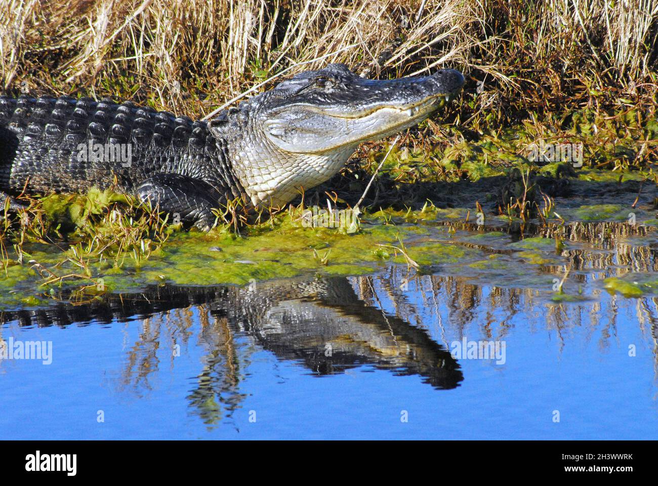 Close up of a large wild Alligator reflected in a pond in the ...