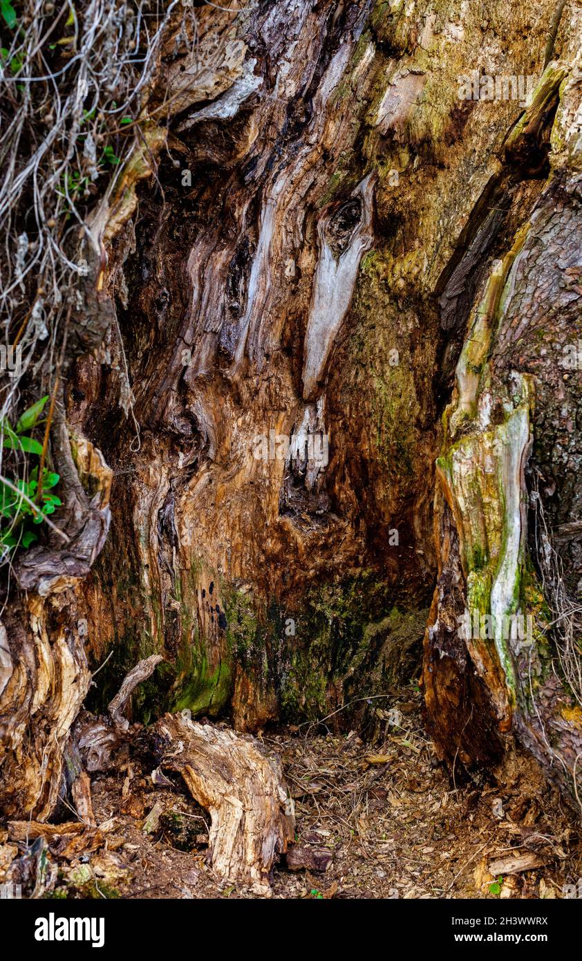 Old ugly tree hi-res stock photography and images - Alamy
