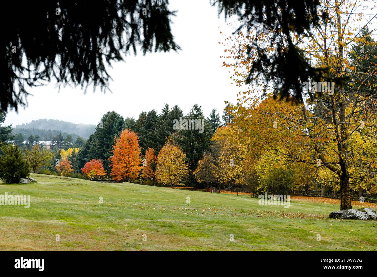 Autumn forest background. Vibrant color tree, red orange foliage in ...