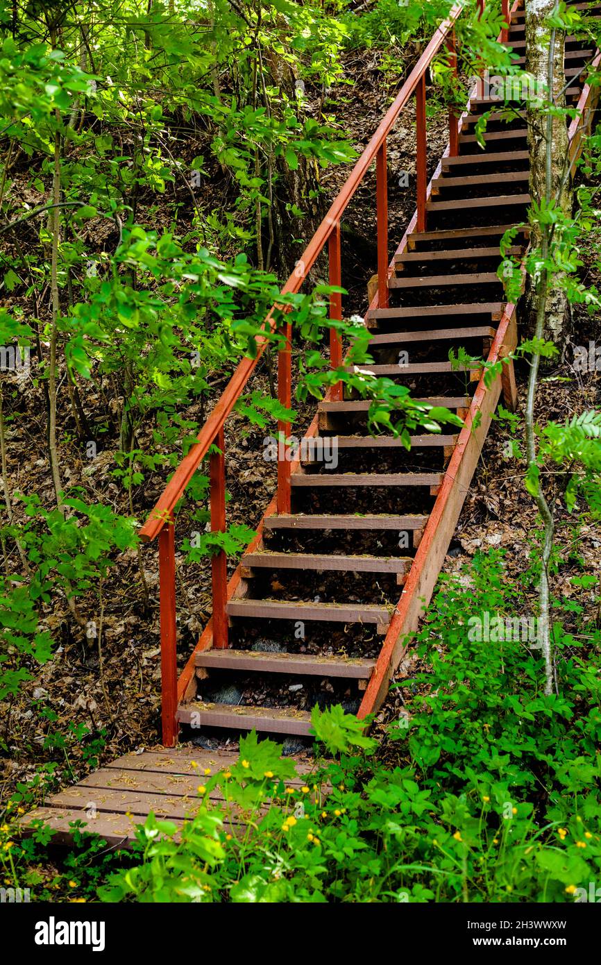 Staircase in the forest hi-res stock photography and images - Alamy