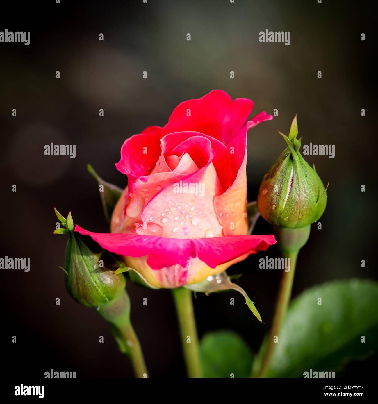 Red rose with dew drops hi-res stock photography and images - Alamy