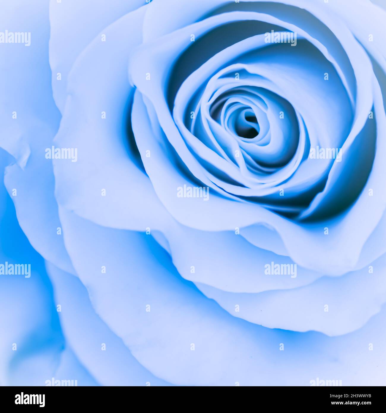 Sky Blue Rose Wallpaper