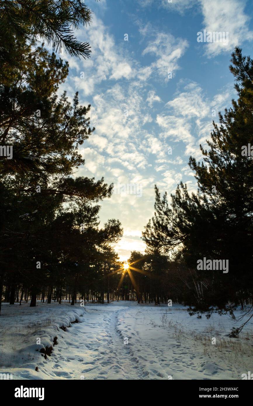 Sunset landscape in a wooded area with snow on the backdrop Stock Photo ...