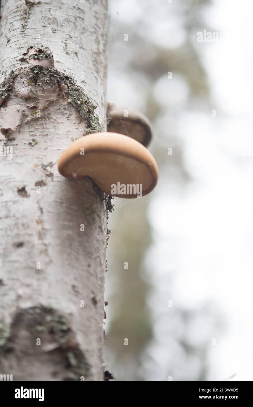 Conk fungi bracket hi-res stock photography and images - Alamy