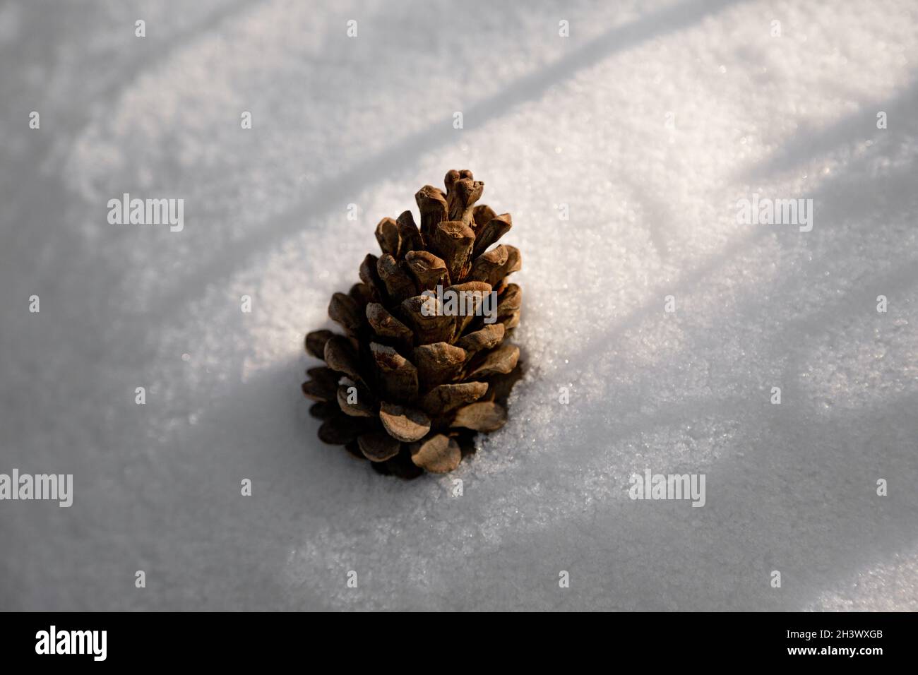 Pine cone snow hi-res stock photography and images - Alamy
