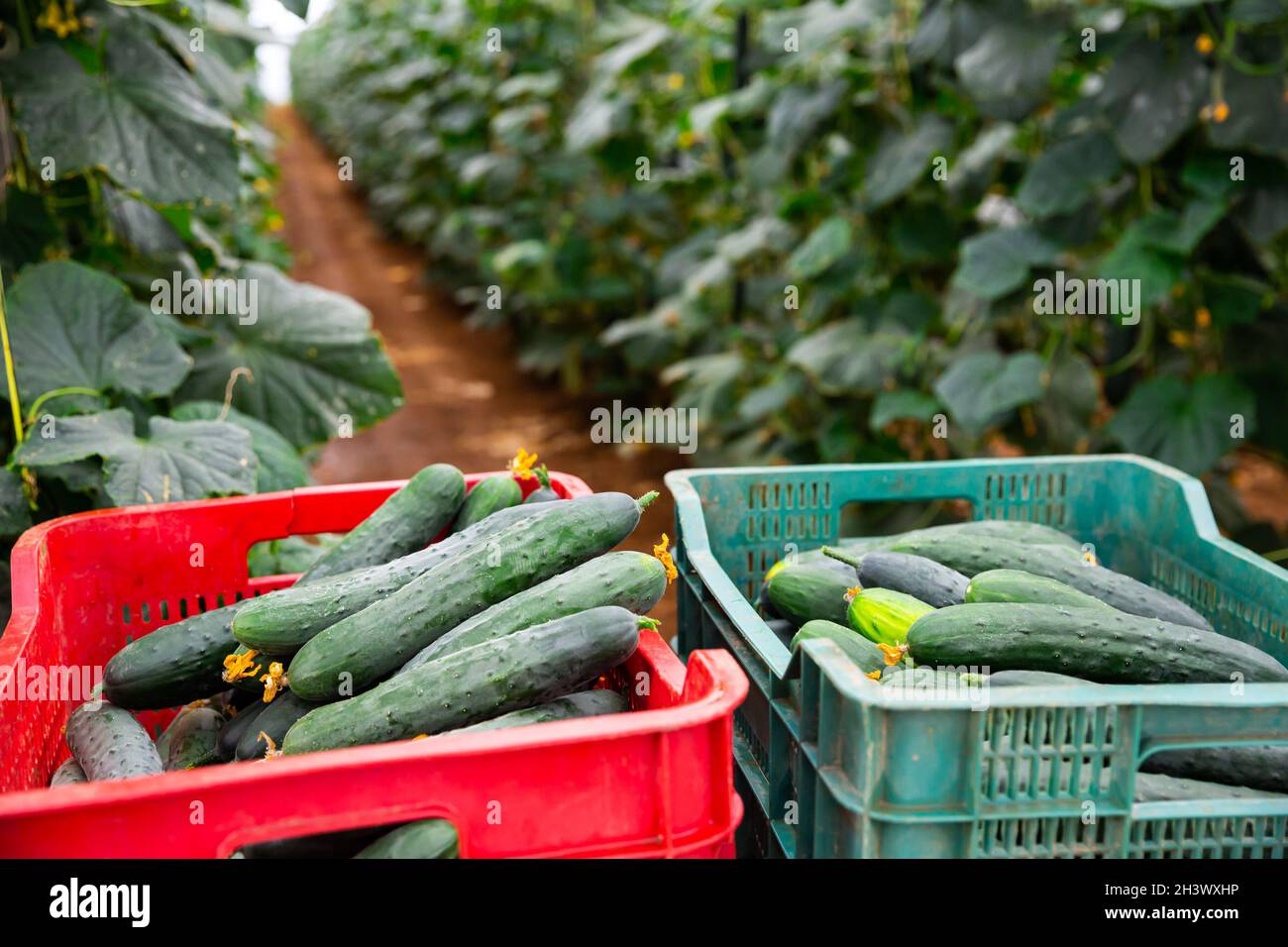 Freshly picked cucumbers in boxes in greenhouse Stock Photo - Alamy