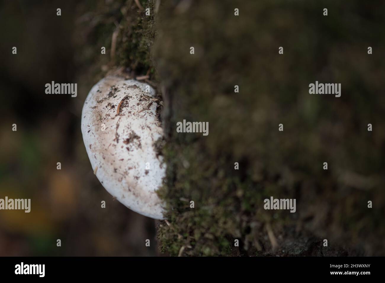 Conk fungi hi-res stock photography and images - Alamy