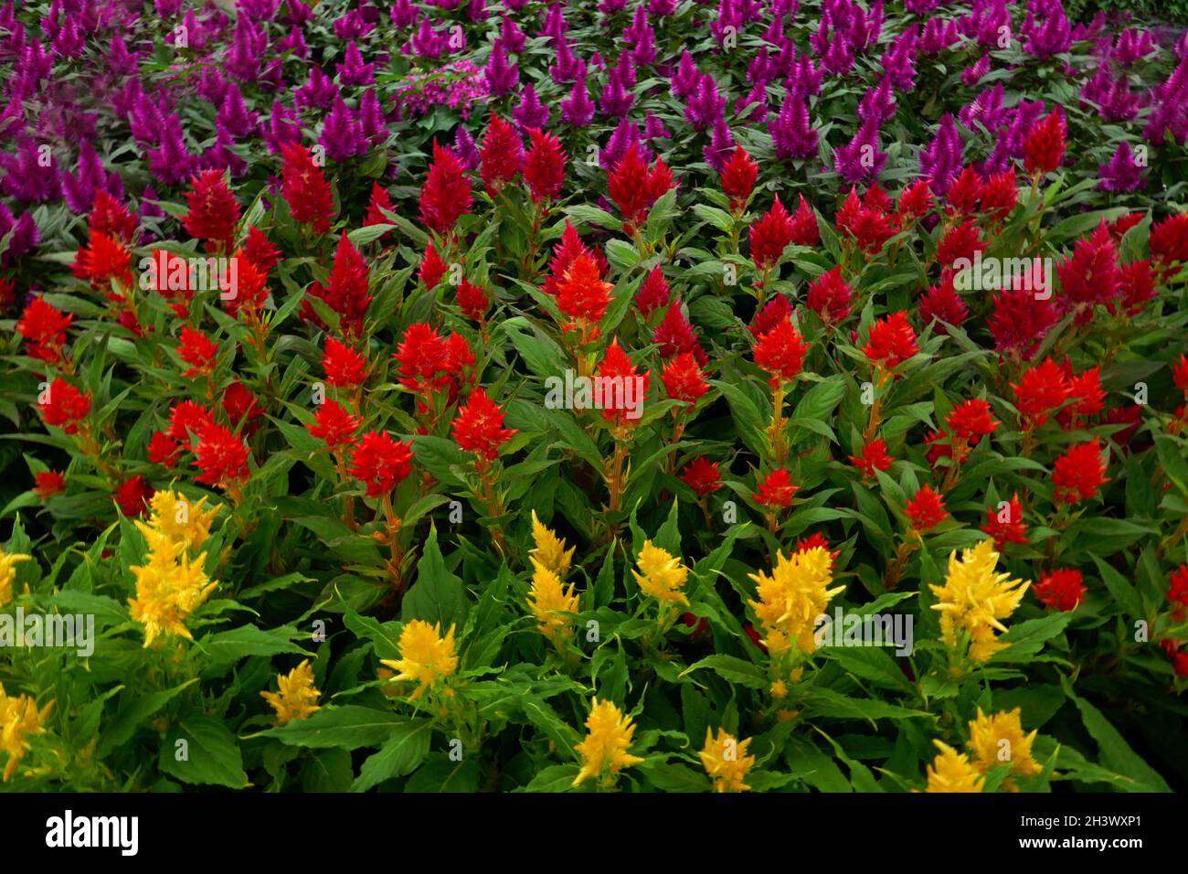 Silver plume hi-res stock photography and images - Alamy