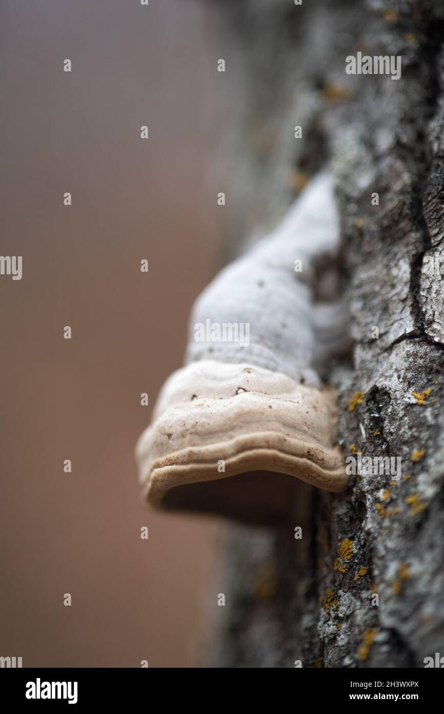 Conk fungi hi-res stock photography and images - Alamy