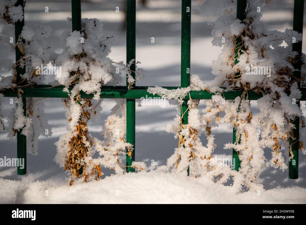 Ivy in frost hi-res stock photography and images - Alamy