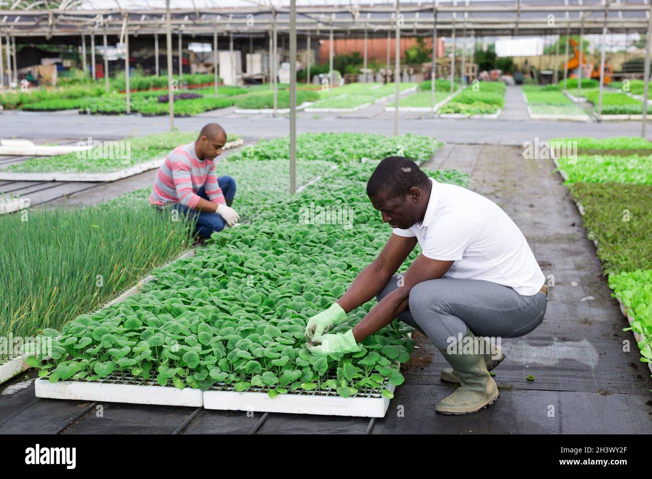Team of gardeners hi-res stock photography and images - Alamy