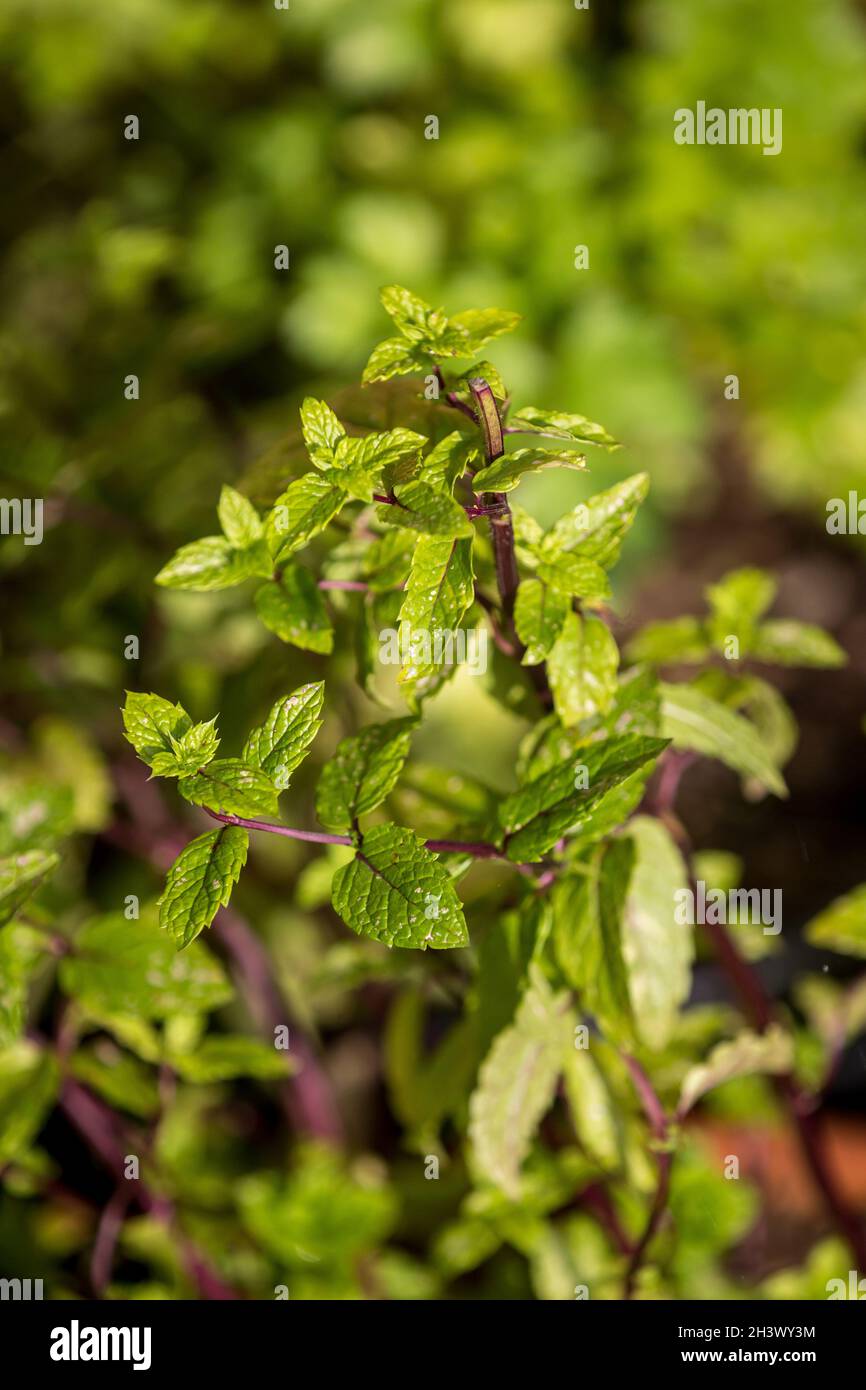 Vibrant mint growing in a garden, with a shallow depth of field Stock ...