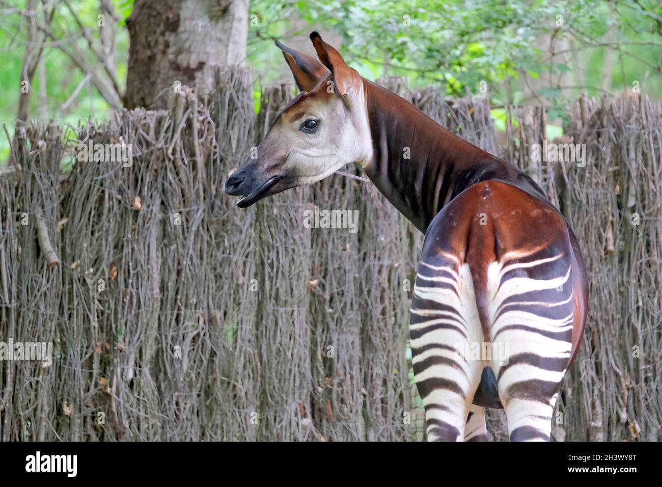 Okapi (Okapia johnstoni Stock Photo - Alamy