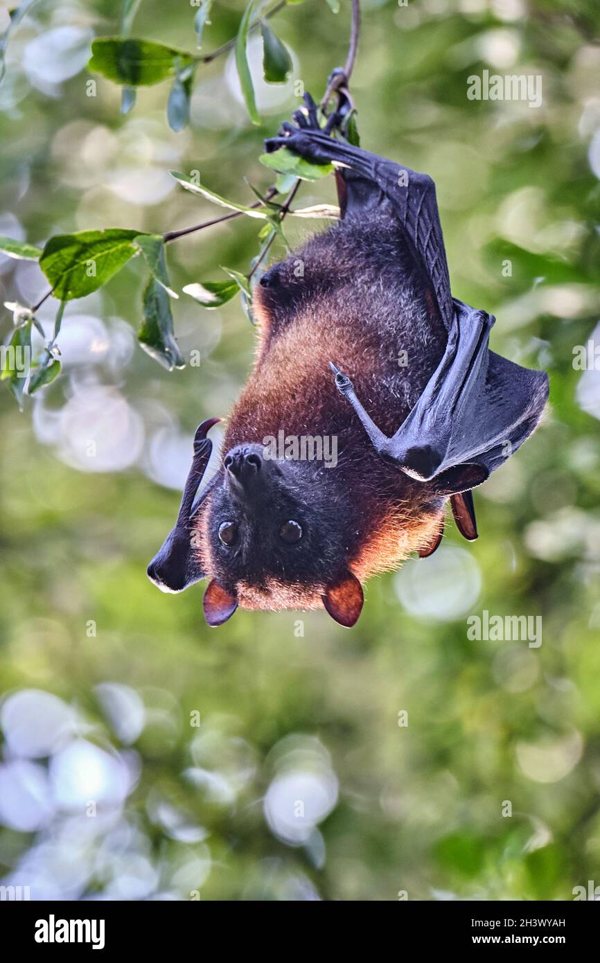 Island-flying fox (Pteropus hypomelanus condorensis Stock Photo - Alamy