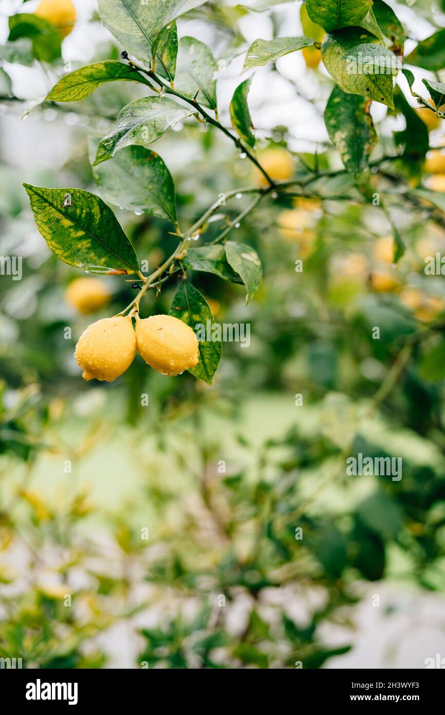 Yellow lemon fruit on the branches of the tree among the foliage ...