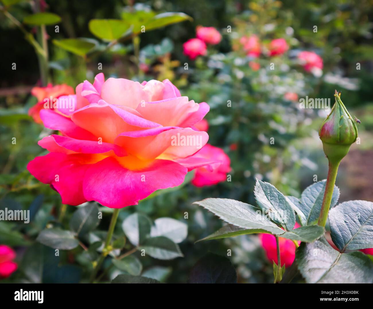 Beautiful sunny bright red orange hi-res stock photography and images ...