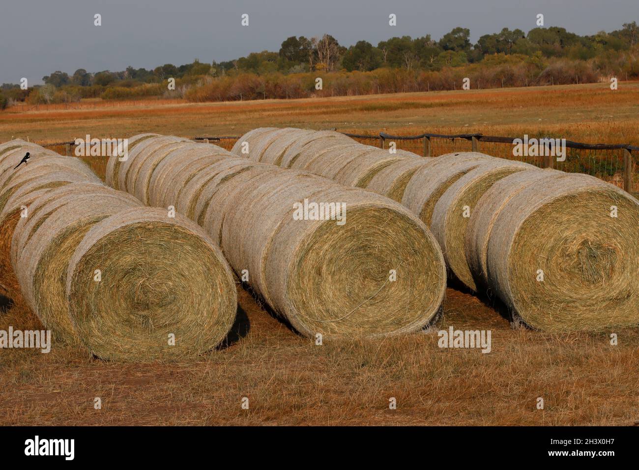 Montana hay bales hi-res stock photography and images - Alamy