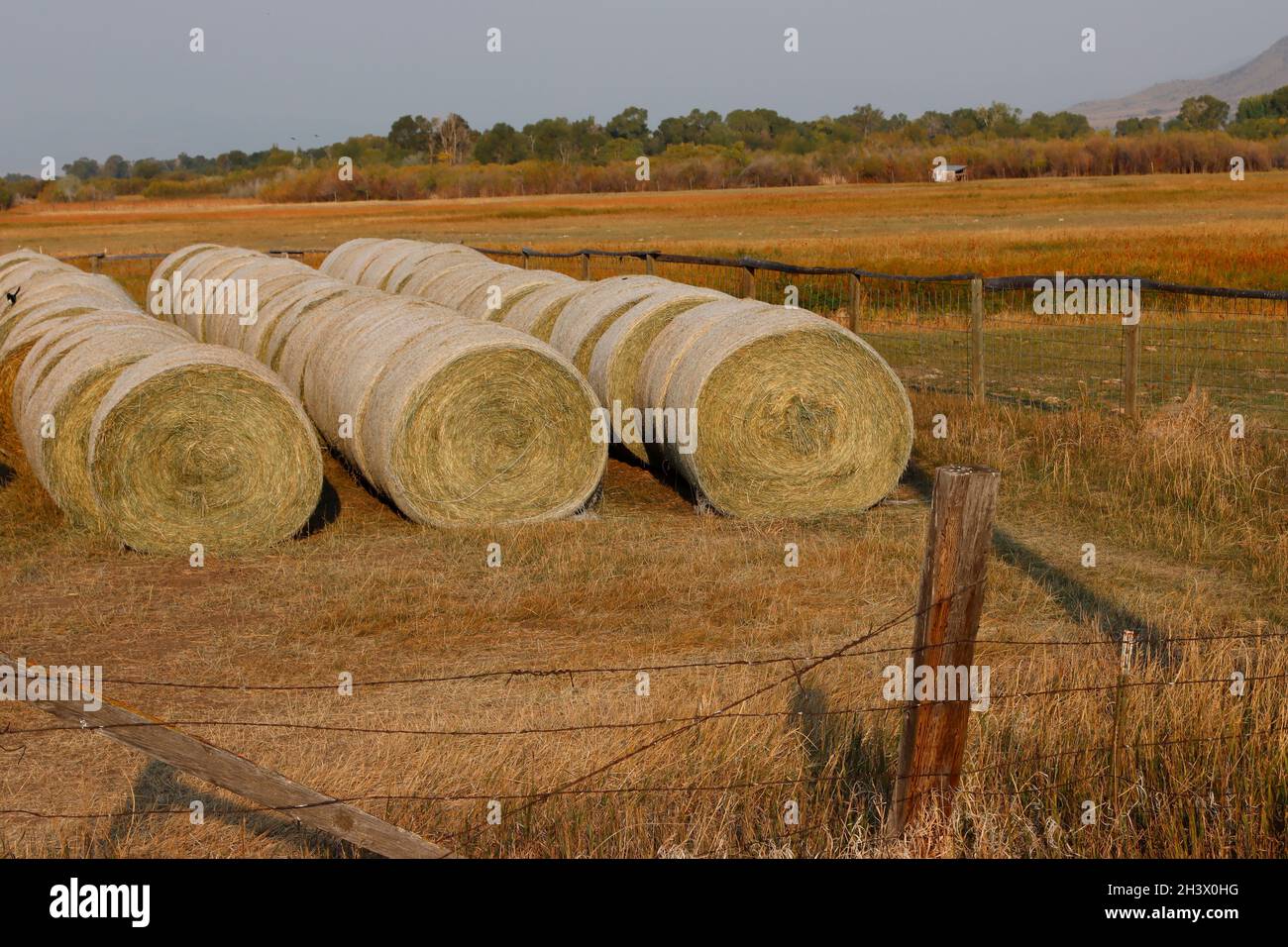 Hay bales on a ranch in the western United States Stock Photo - Alamy
