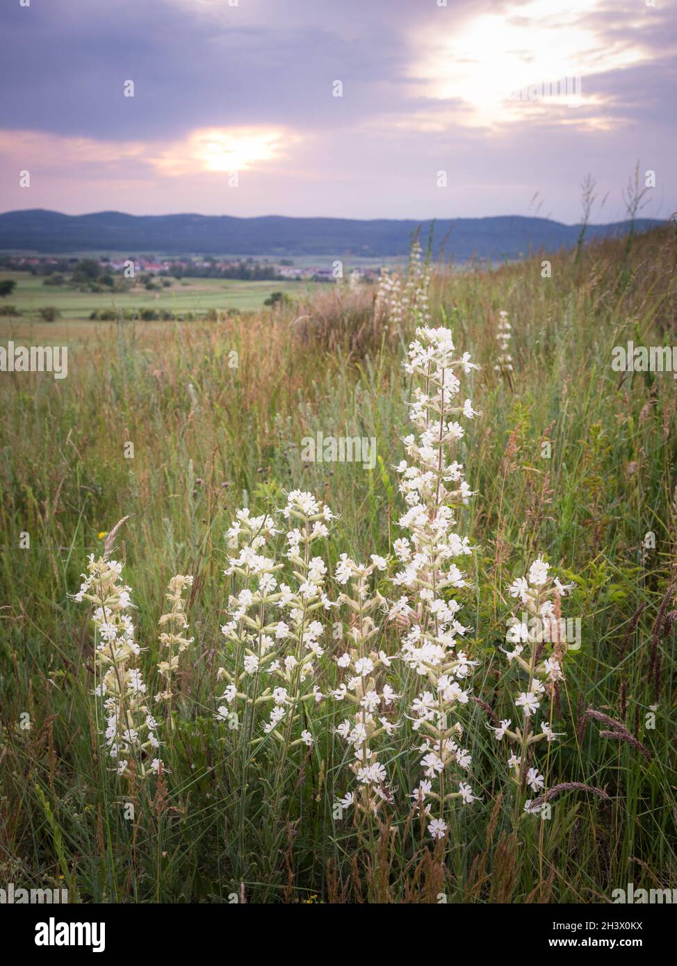 Meadow white flowers bright hi-res stock photography and images - Alamy