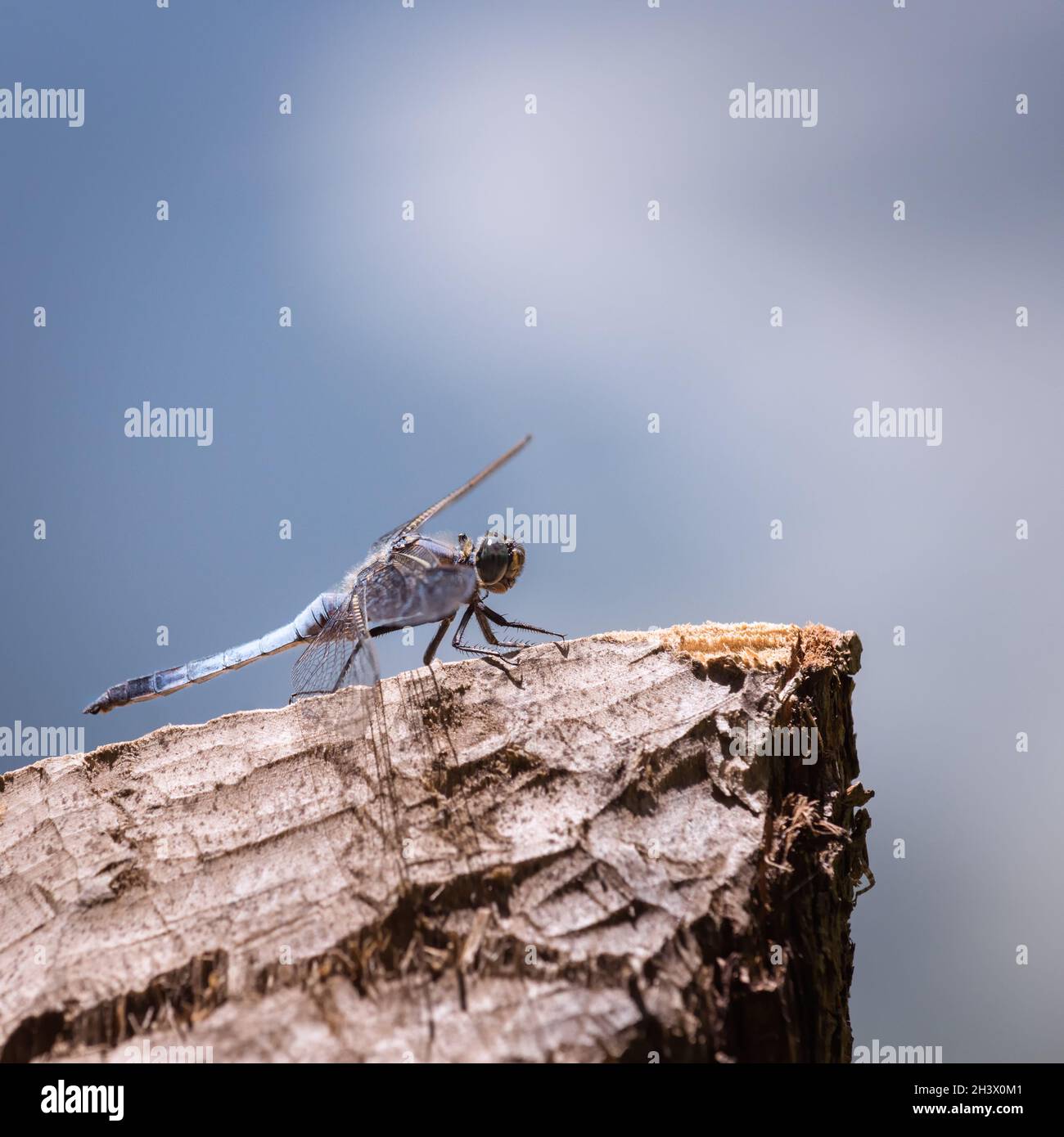 Dragonfly colours hi-res stock photography and images - Alamy
