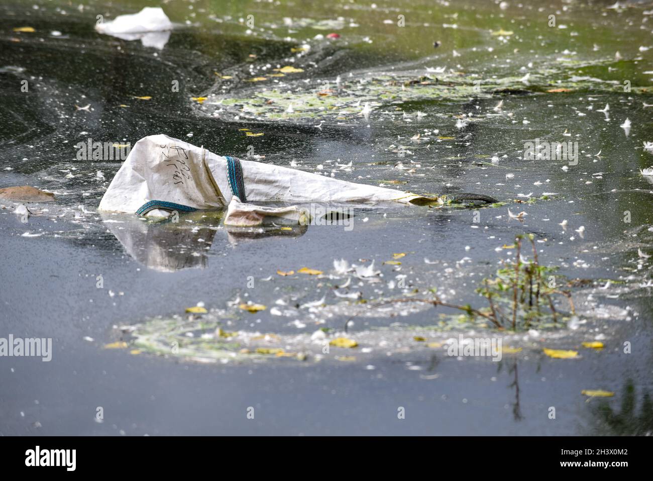 Polluted water of a lake with waste and rubbish in it Stock Photo - Alamy