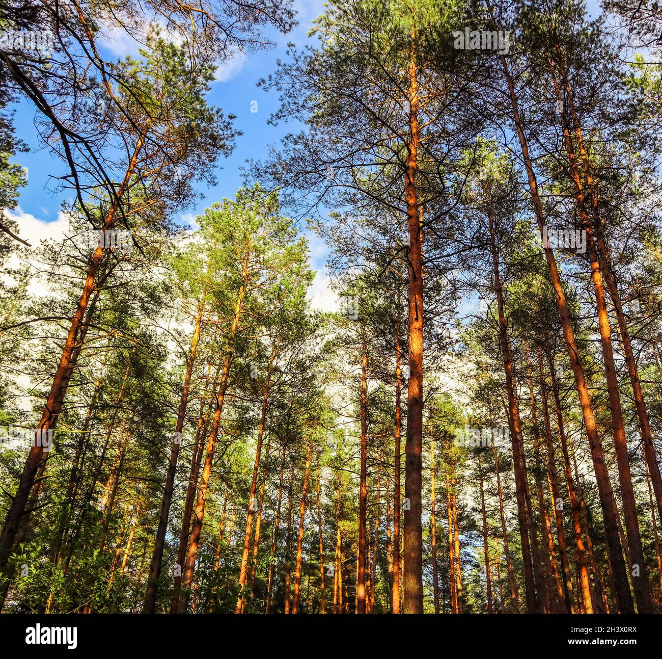Tall trunks of pine trees on a background of blue sky in the forest ...