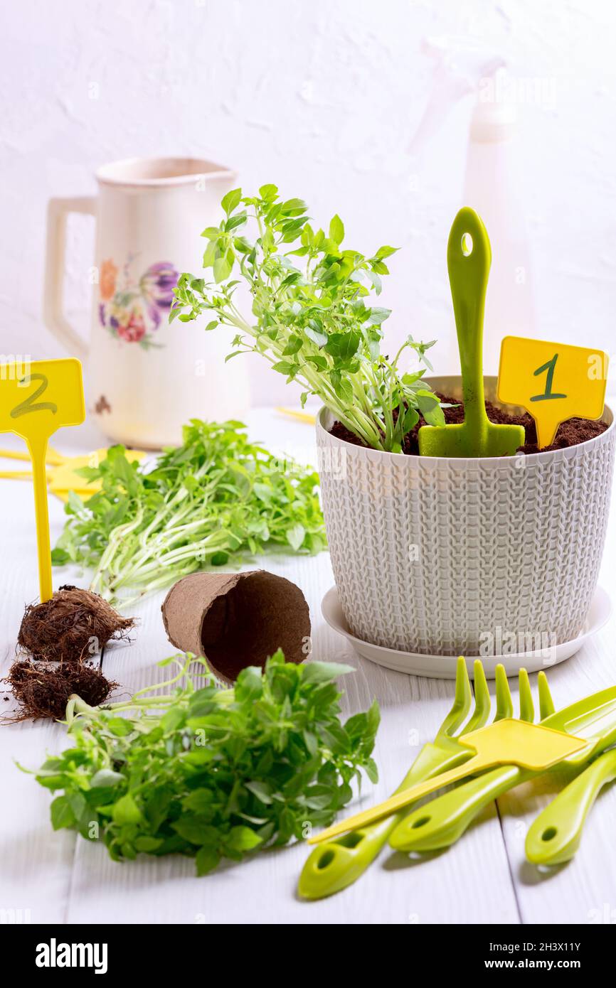 Planting sprouts hi-res stock photography and images - Alamy