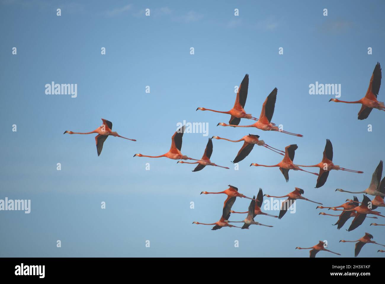 A flock of beautiful wild Flamingos in flight. Photographed from a boat ...