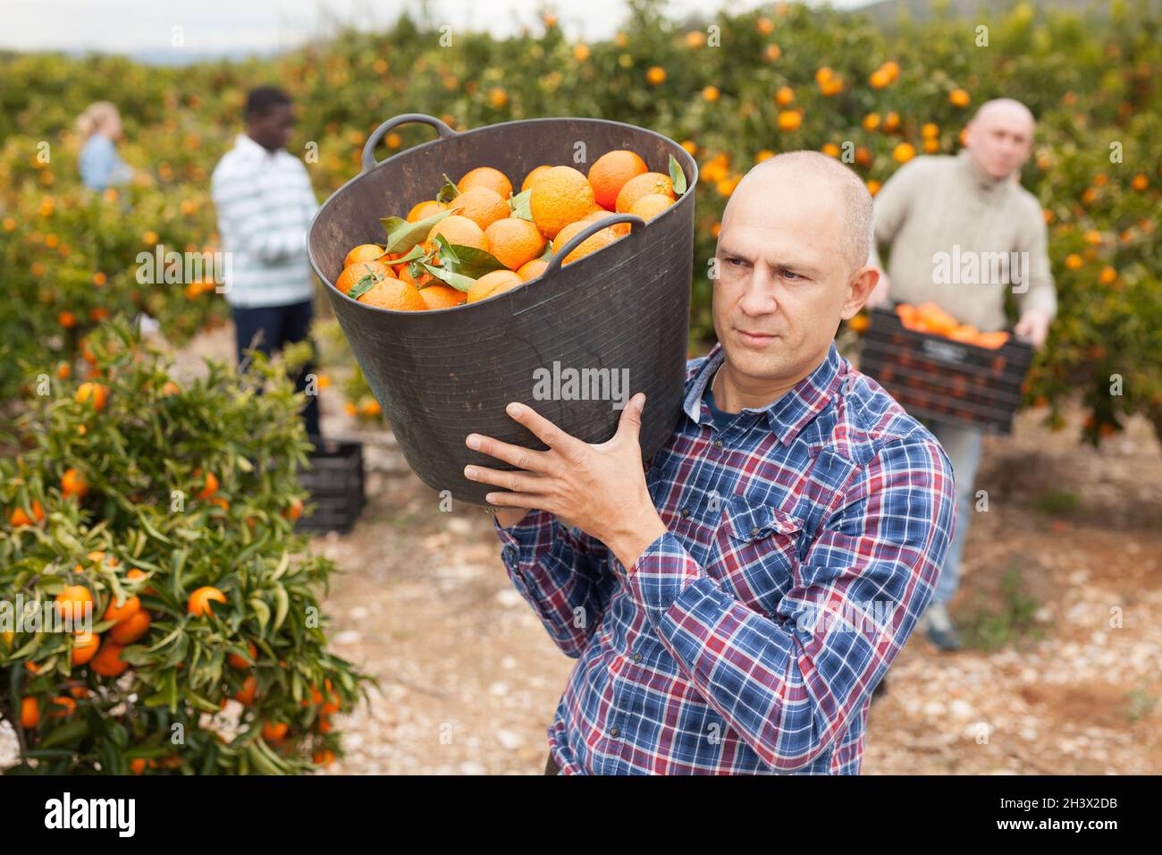 Workers picking mandarins in boxes on farm Stock Photo - Alamy