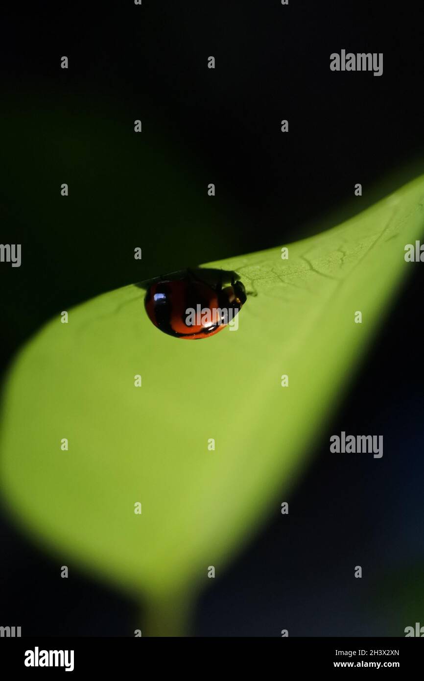 Cute spotted ladybug on a green leaf Stock Photo - Alamy
